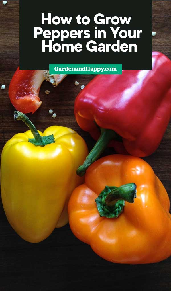How to Grow Peppers in Your Home Garden - Garden and Happy