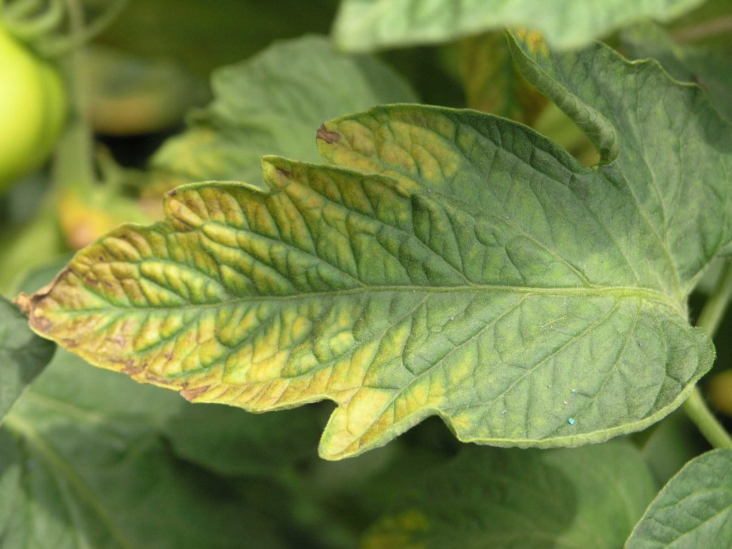 10 Common Tomato Plant Diseases (and How to Heal Them) - Garden and Happy