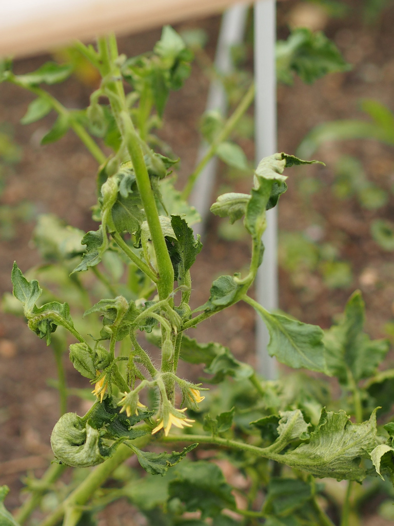 10 Common Tomato Plant Diseases (and How to Heal Them) - Garden and Happy