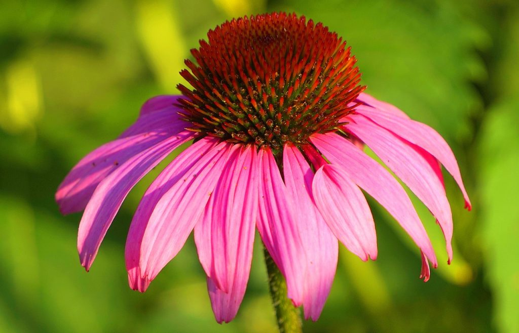 17 Stunning Medicinal Flowers to Grow in Your Garden - Garden and Happy