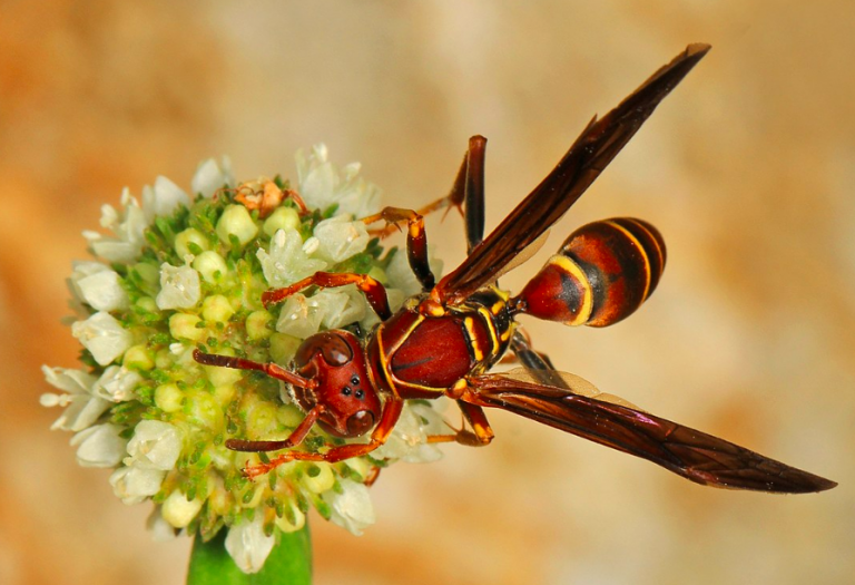 What is a Paper Wasp? And How Can I Get Rid of Them? - Garden and Happy