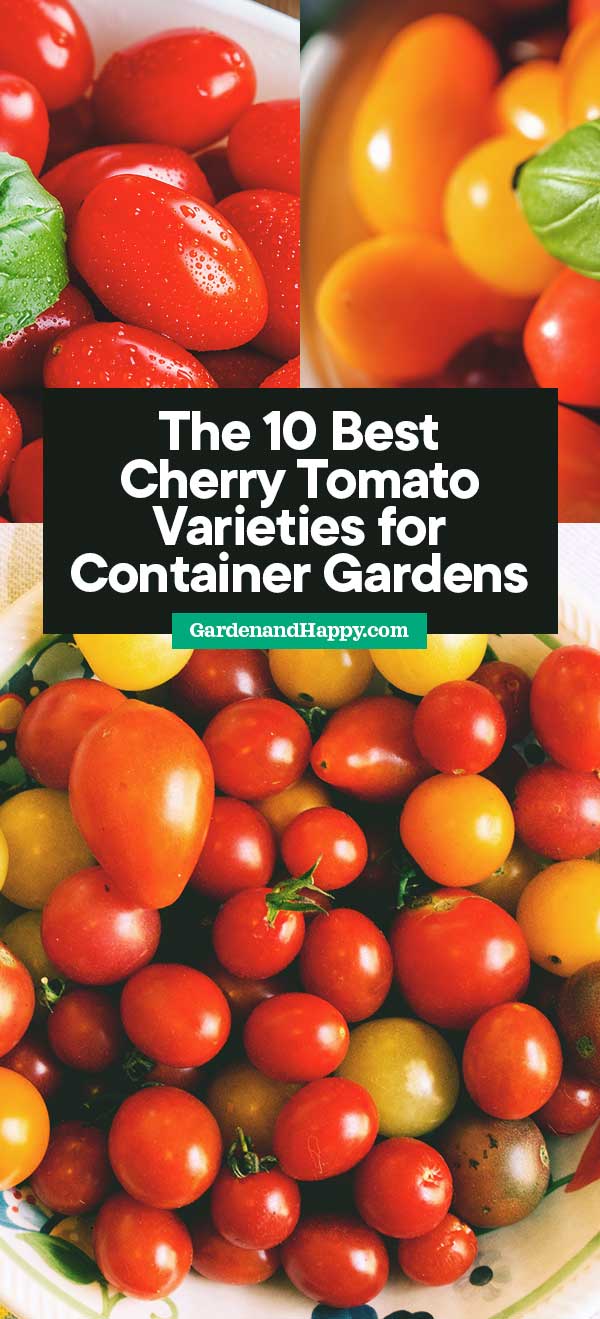 The 10 Best Cherry Tomato Varieties for Container Gardens - Garden and ...