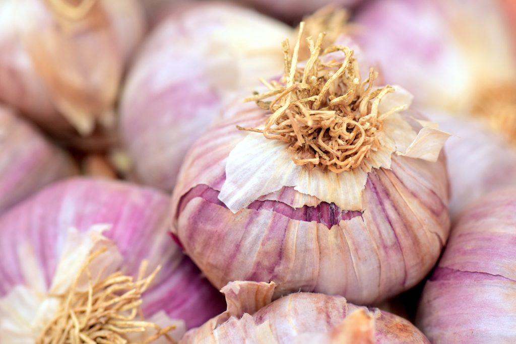 8 Essential Garlic Varieties for You to Plant This Fall - Garden and Happy