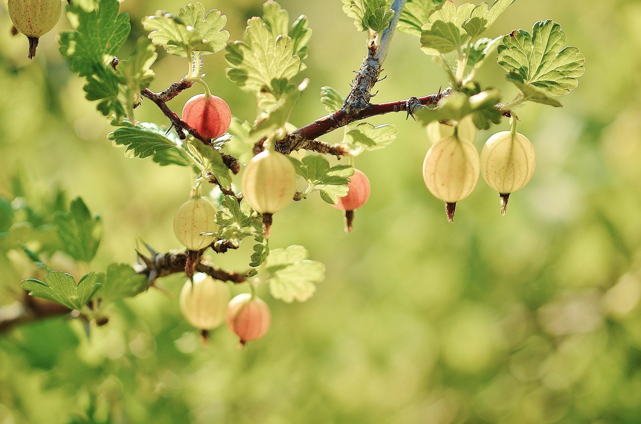 Gorgeous Gooseberries: A Go-to-Guide on How to Grow Them - Garden and Happy