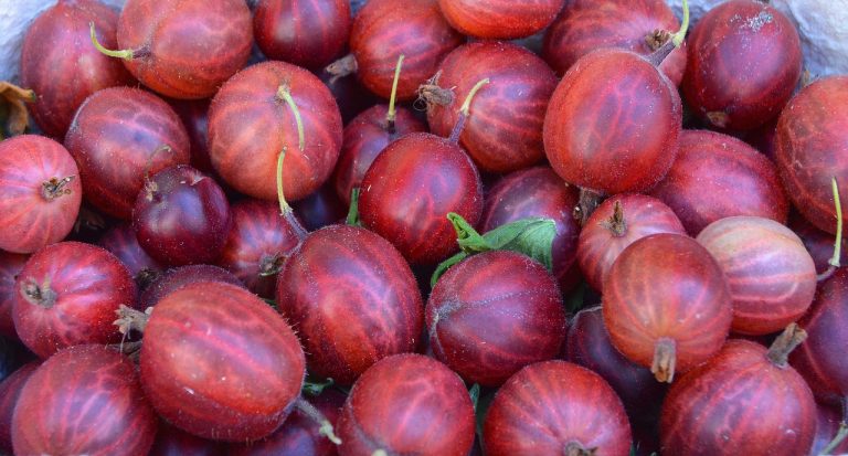 Gorgeous Gooseberries: A Go-to-Guide on How to Grow Them - Garden and Happy