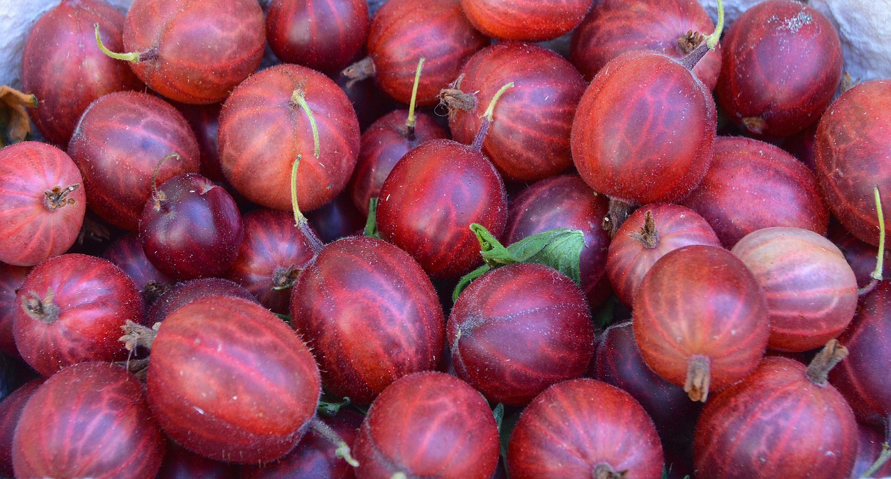 Gorgeous Gooseberries: A Go-to-Guide on How to Grow Them - Garden and Happy