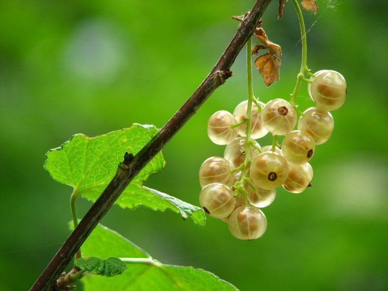 Gorgeous Gooseberries: A Go-to-Guide on How to Grow Them - Garden and Happy