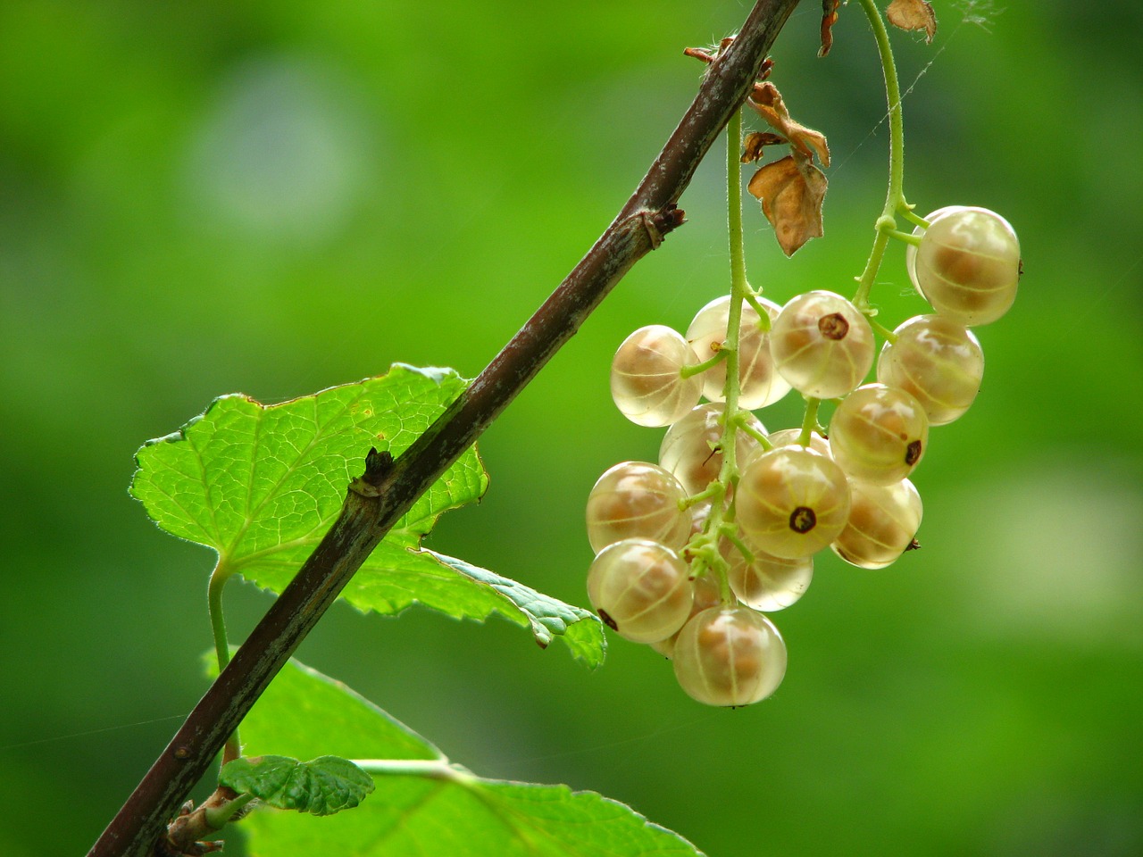 Gorgeous Gooseberries: A Go-to-Guide on How to Grow Them - Garden and Happy