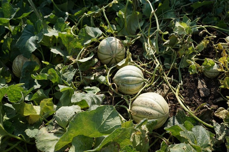 8 Small Melons Packed with Gigantic Flavor - Garden and Happy
