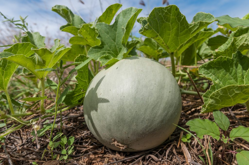 8 Small Melons Packed with Gigantic Flavor - Garden and Happy