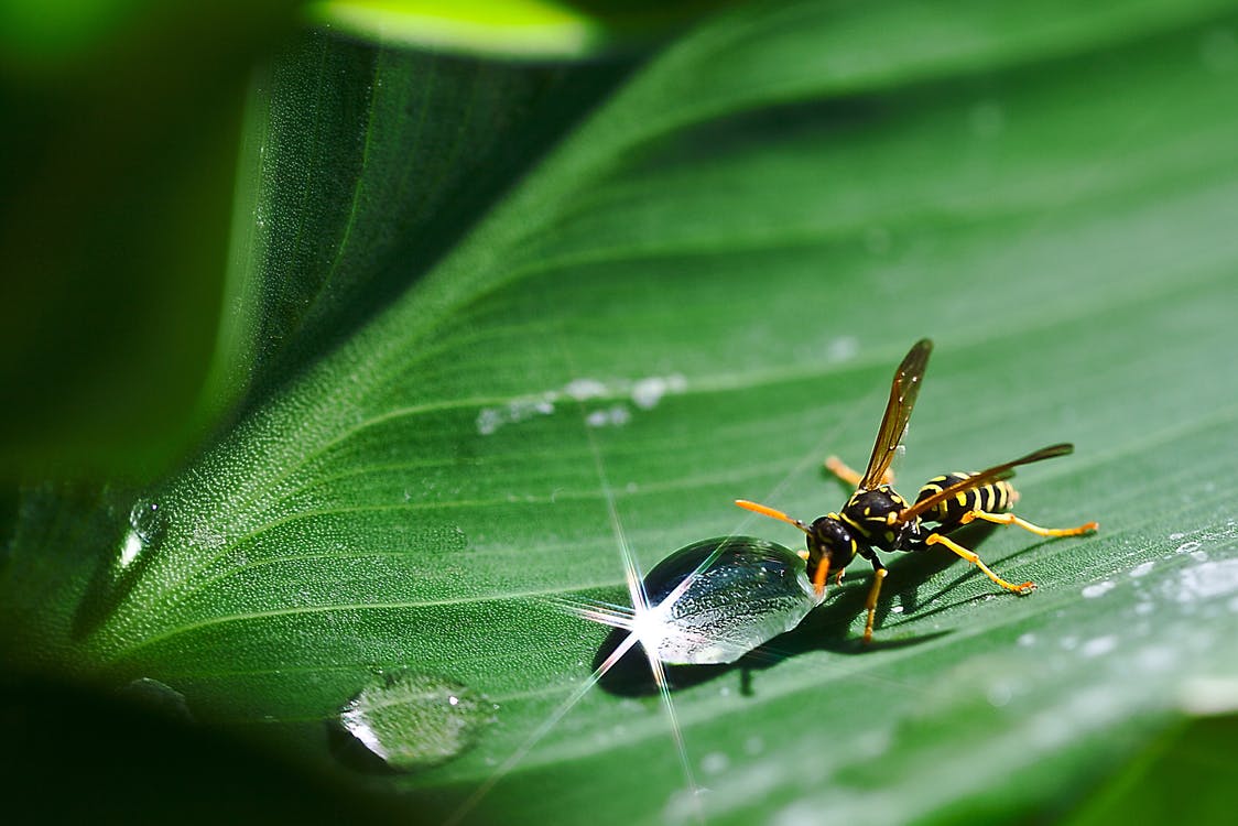 What is a Paper Wasp? And How Can I Get Rid of Them? - Garden and Happy