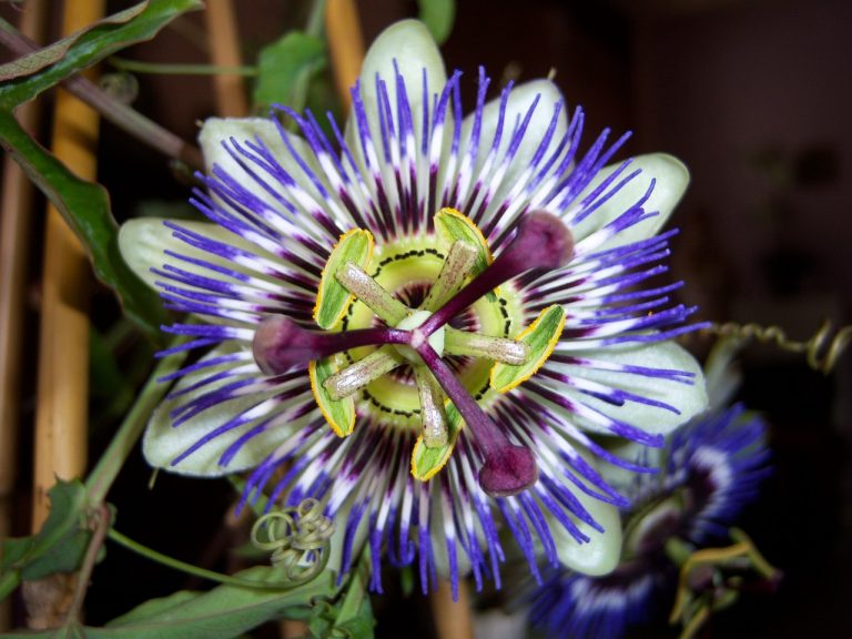 17 Stunning Medicinal Flowers to Grow in Your Garden - Garden and Happy