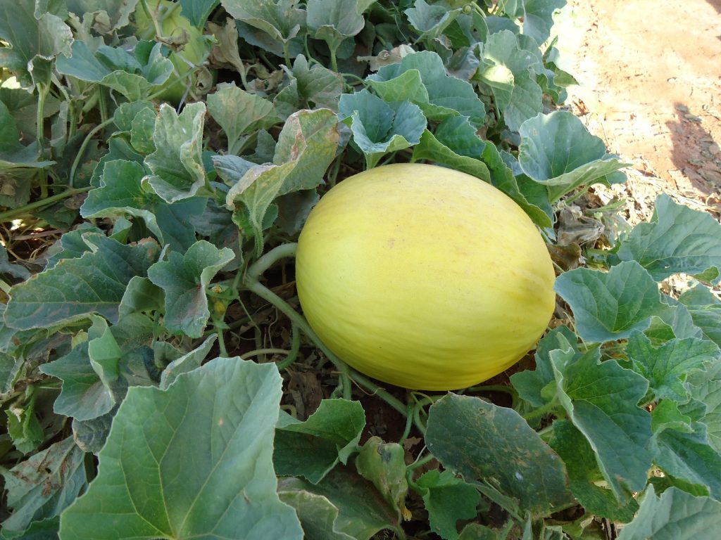 8 Small Melons Packed with Gigantic Flavor - Garden and Happy