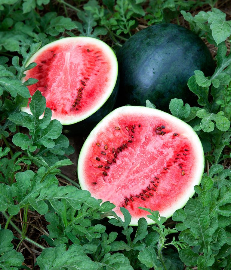 8 Small Melons Packed with Gigantic Flavor - Garden and Happy