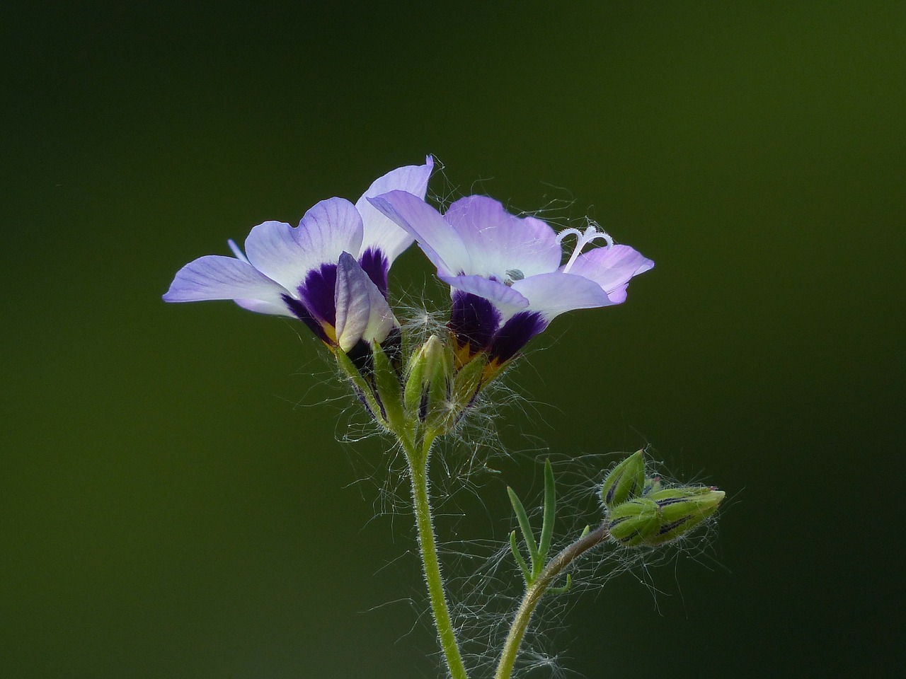 How to Choose the Most Helpful Flowers for Your Pollinator Garden ...