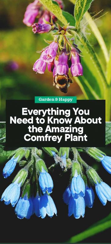 Everything You Need to Know About the Amazing Comfrey Plant - Garden ...