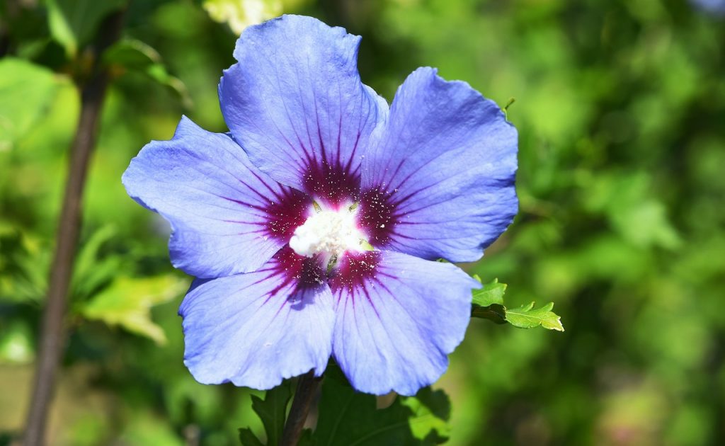 Your Ultimate Guide to Growing a Perfect Hibiscus Plant - Garden and Happy