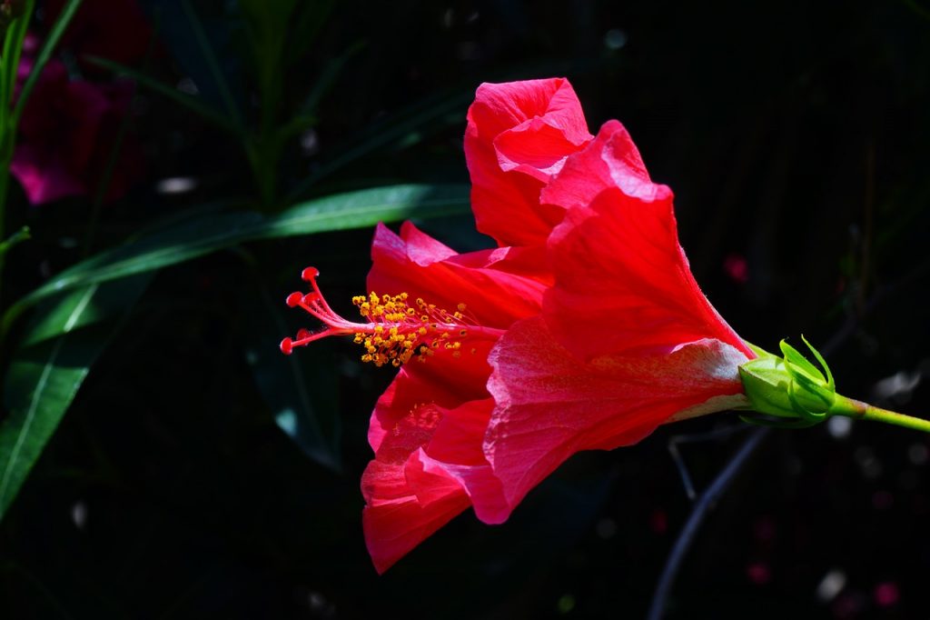 Your Ultimate Guide to Growing a Perfect Hibiscus Plant - Garden and Happy