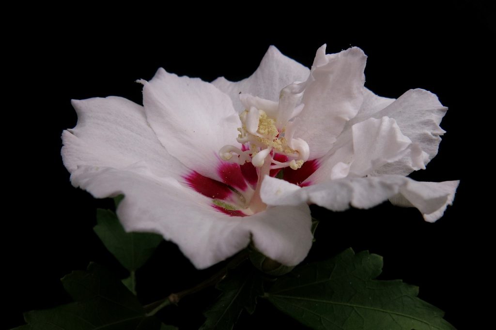 Your Ultimate Guide to Growing a Perfect Hibiscus Plant - Garden and Happy