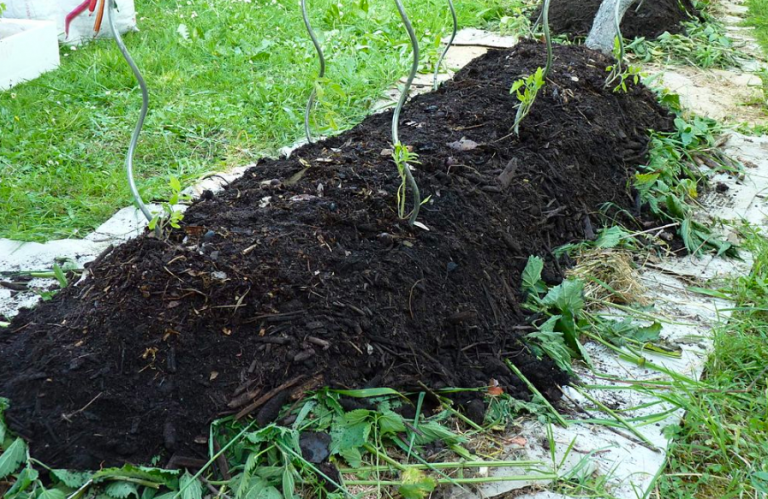 Our Essential Guide for Starting Your Ideal Permaculture Garden Today ...