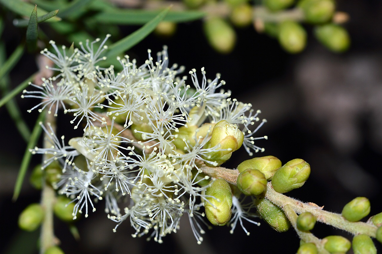 How to Choose the Most Helpful Flowers for Your Pollinator Garden ...