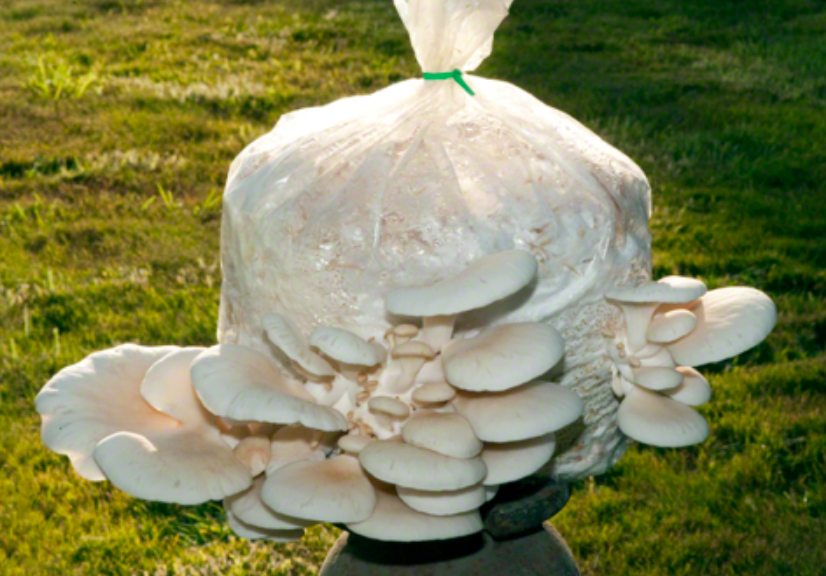 The Most Comprehensive Guide EVER for Growing Oyster Mushrooms - Garden ...