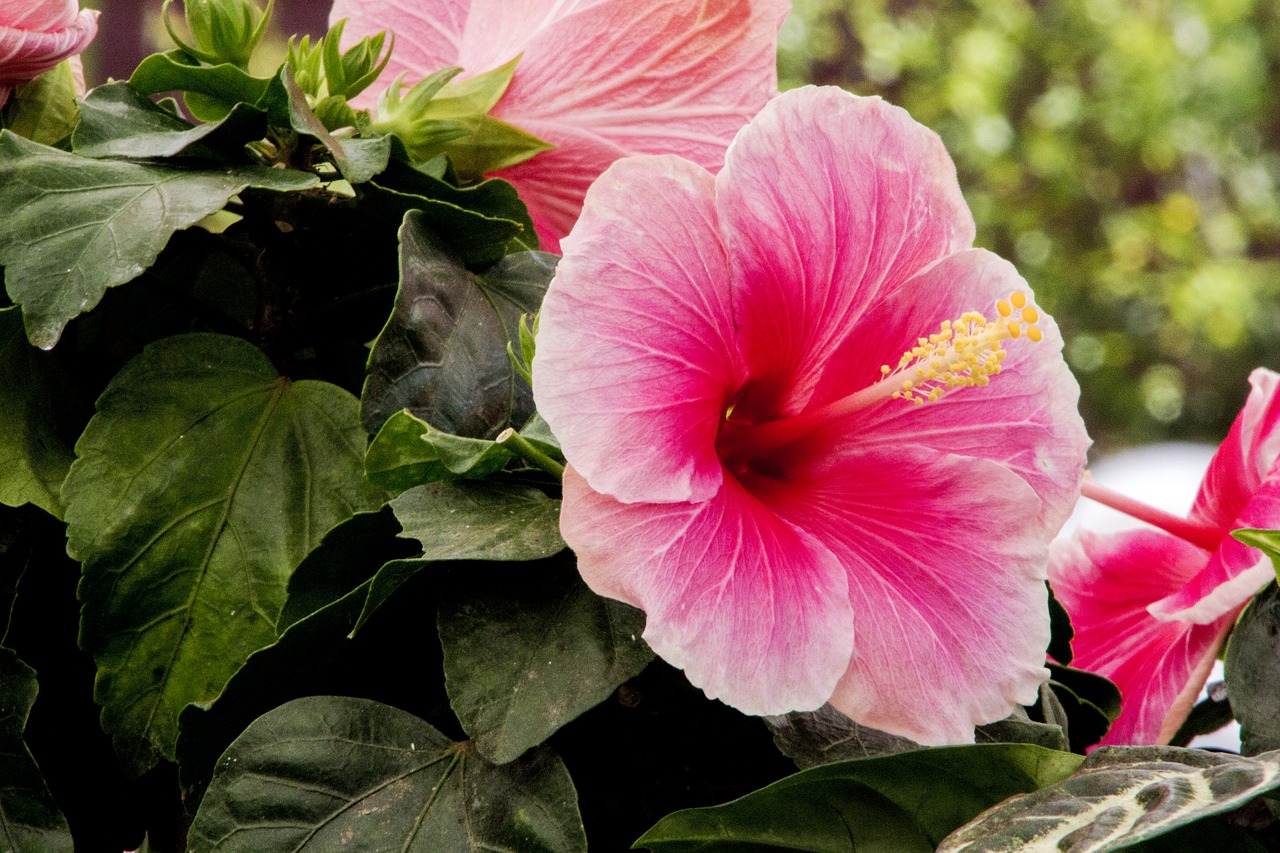 Your Ultimate Guide to Growing a Perfect Hibiscus Plant - Garden and Happy