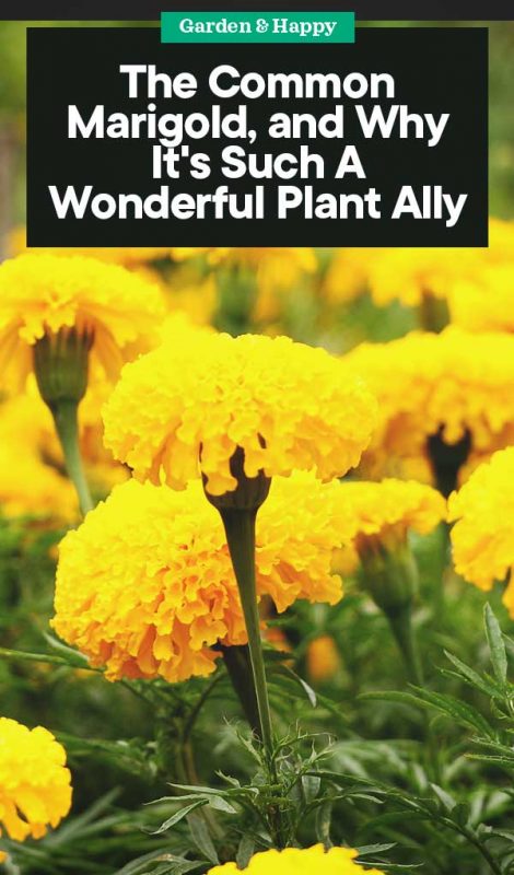 The Common Marigold, and Why It's Such A Wonderful Plant Ally - Garden ...