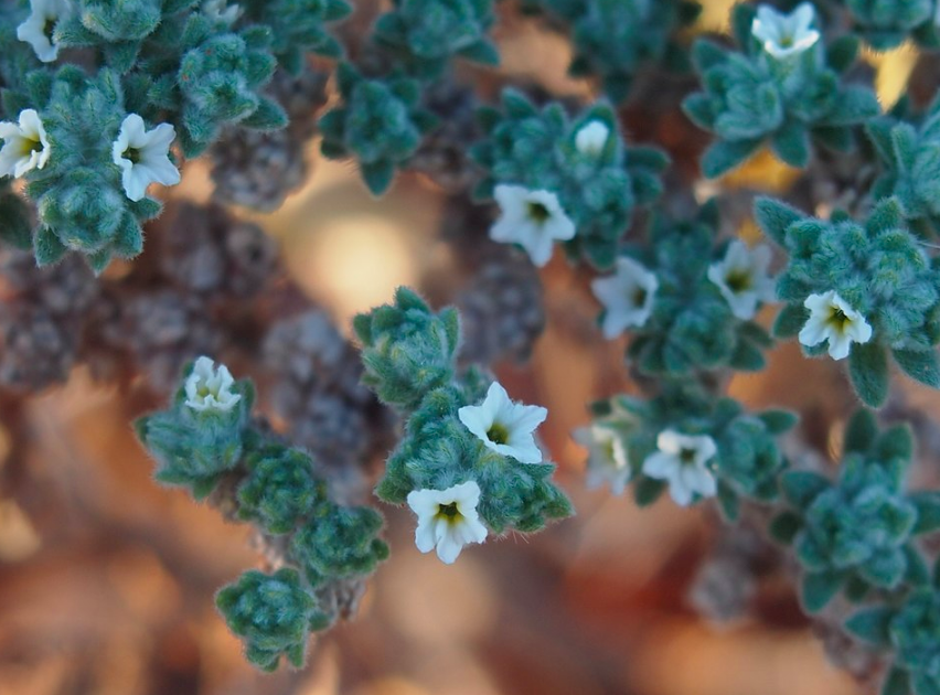 Your Starter Guide to Growing Beautiful Heliotrope Flowers - Garden and ...