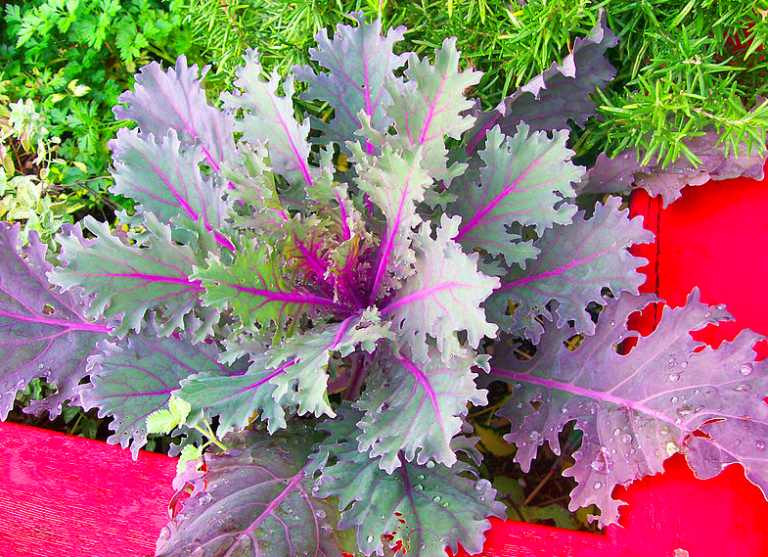 The Top 10 Most Delicious Kale Varieties for Leafy Green Enthusiasts ...
