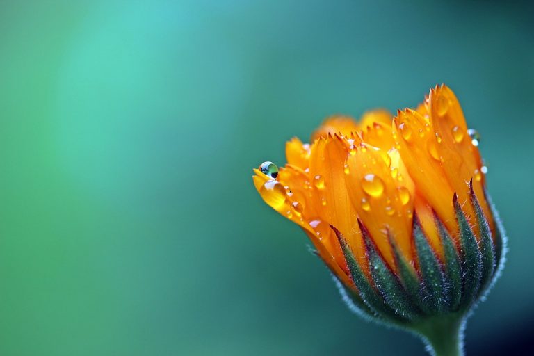 The Common Marigold, and Why It's Such A Wonderful Plant Ally - Garden ...