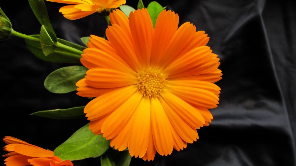 The Common Marigold, and Why It's Such A Wonderful Plant Ally - Garden ...