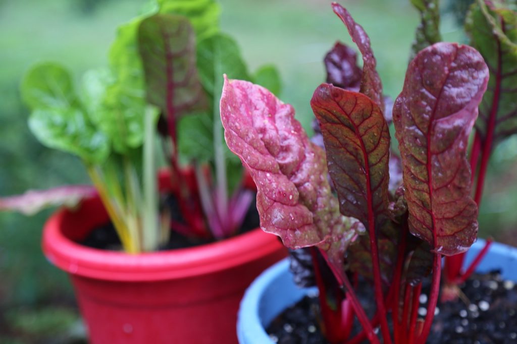 Growing Vegetables in Pots: 20 of the Best Container Varieties - Garden ...