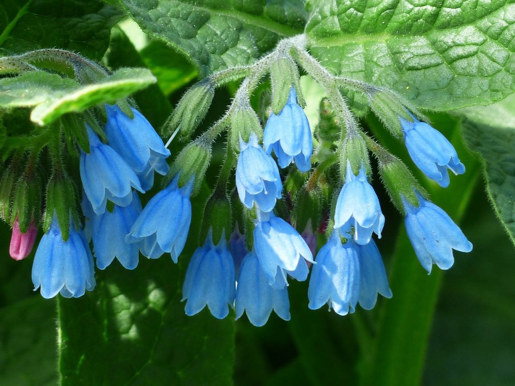 Everything You Need to Know About the Amazing Comfrey Plant - Garden ...