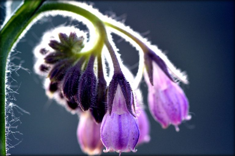 Everything You Need to Know About the Amazing Comfrey Plant - Garden ...