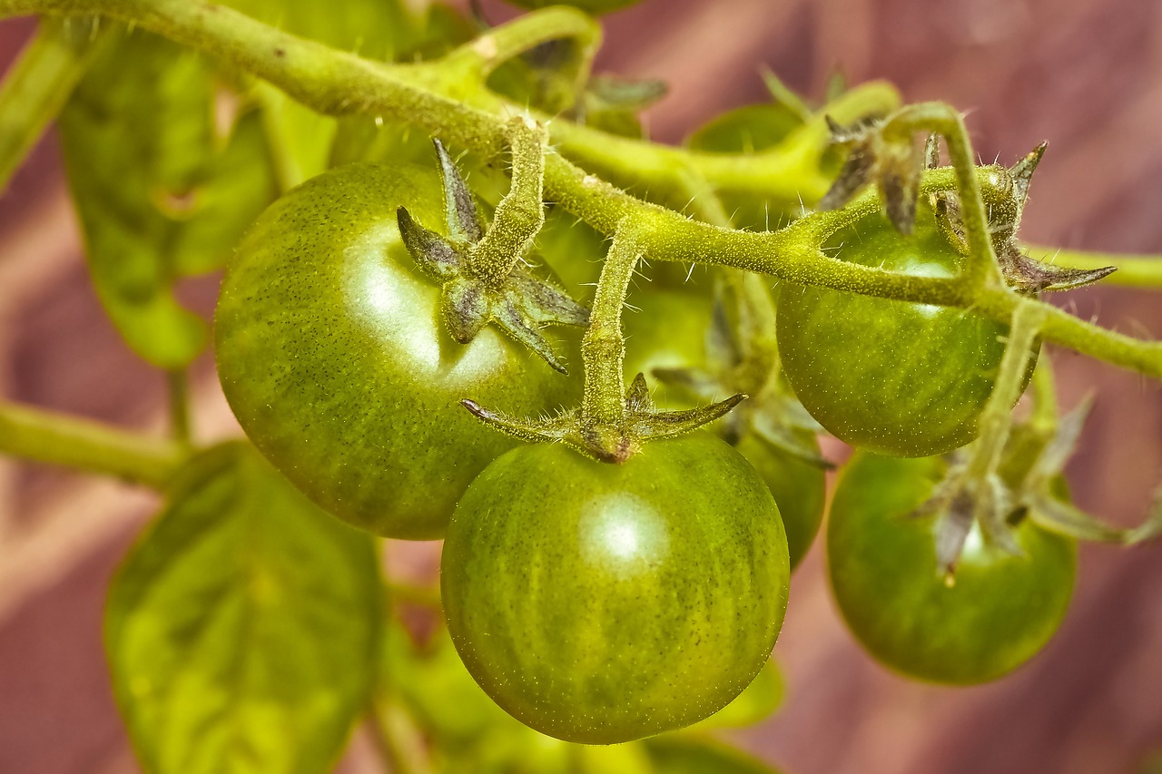Our Fail-Proof, 6 Successful Step Guide on How to Ripen Green Tomatoes ...
