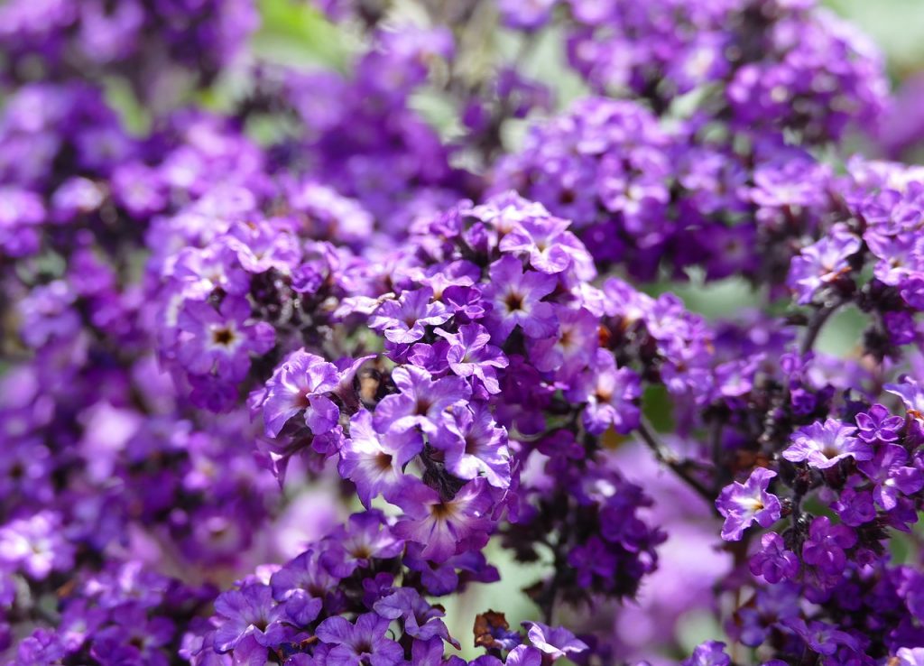 Your Starter Guide to Growing Beautiful Heliotrope Flowers - Garden and ...