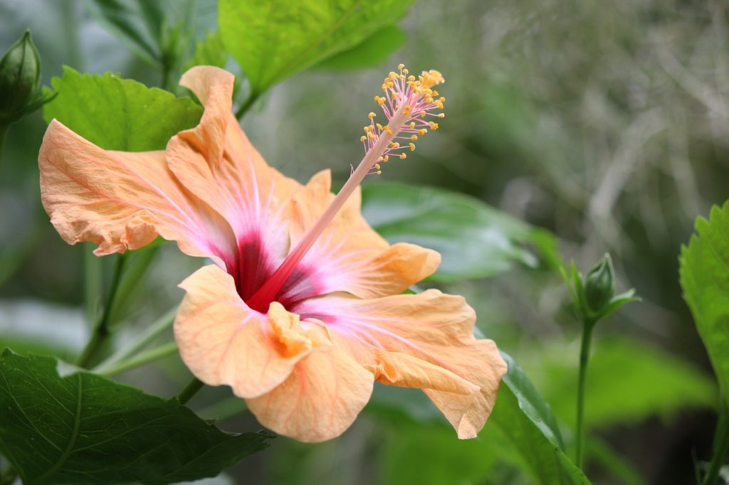 Your Ultimate Guide to Growing a Perfect Hibiscus Plant - Garden and Happy