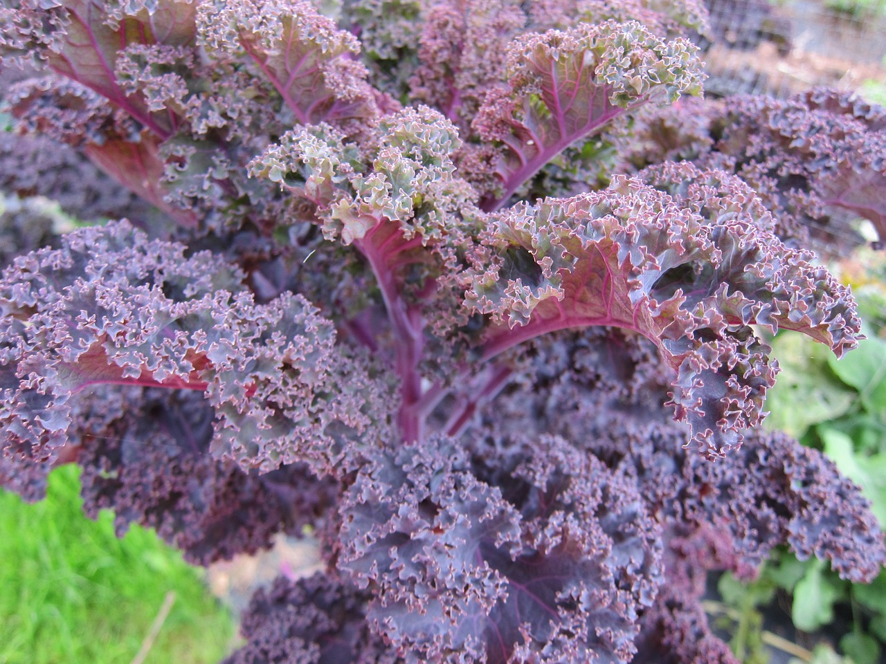 The Top 10 Most Delicious Kale Varieties for Leafy Green Enthusiasts ...