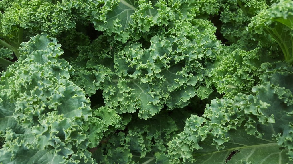 The Top 10 Most Delicious Kale Varieties for Leafy Green Enthusiasts ...