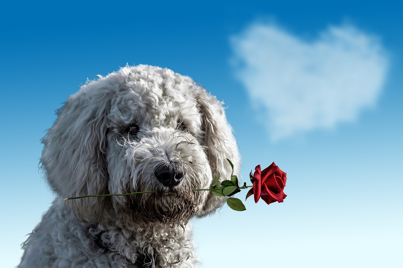 20 Gorgeous House Plants that are Safe for Dog-Loving Households ...