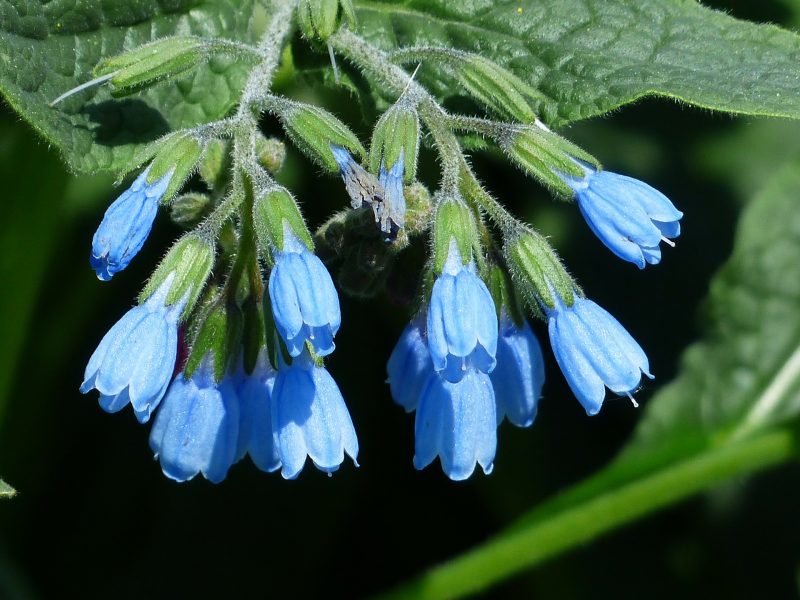 Everything You Need to Know About the Amazing Comfrey Plant - Garden ...