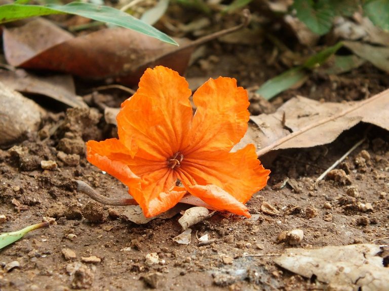 Your Ultimate Guide to Growing a Perfect Hibiscus Plant - Garden and Happy