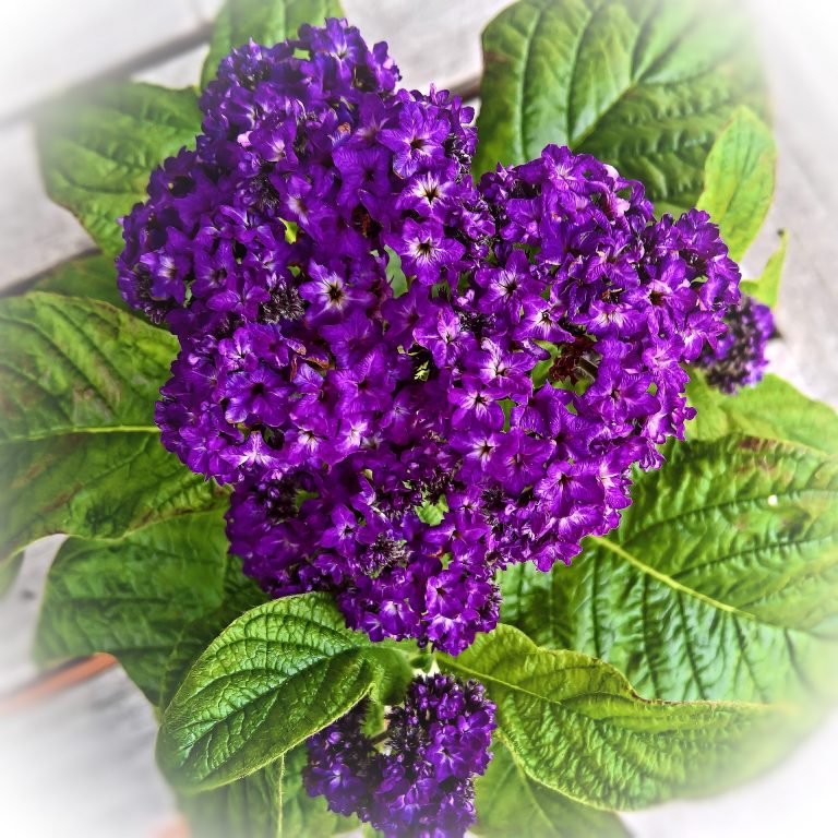 Your Starter Guide to Growing Beautiful Heliotrope Flowers - Garden and ...