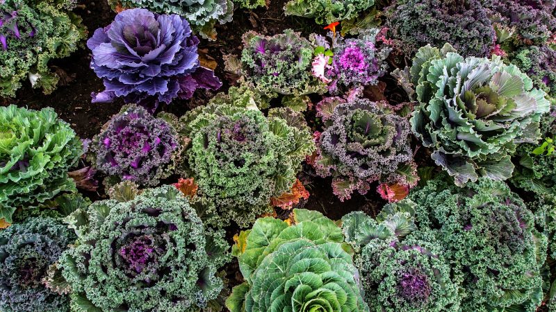 The Top 10 Most Delicious Kale Varieties for Leafy Green Enthusiasts ...