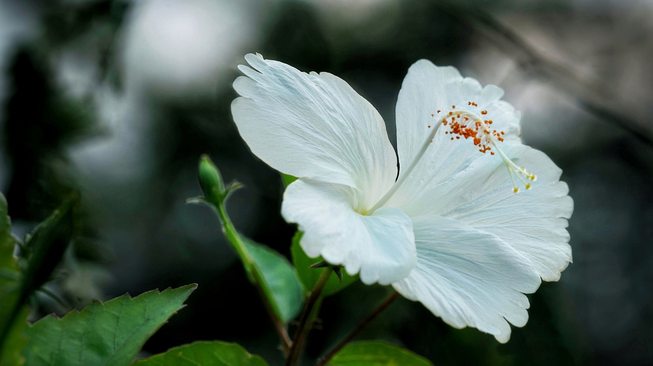 Your Ultimate Guide to Growing a Perfect Hibiscus Plant - Garden and Happy