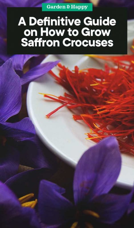 A Definitive Guide on How to Grow Saffron Crocuses - Garden and Happy