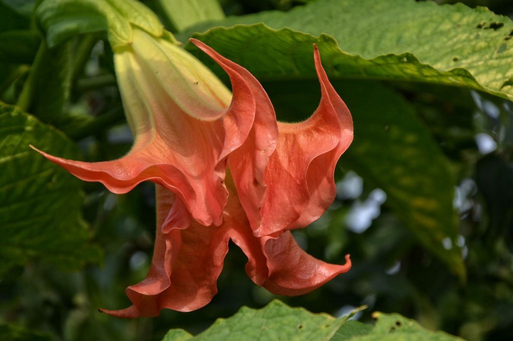 Everything You Need to Know About the Delightful Angel's Trumpet ...