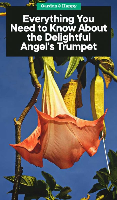 Everything You Need to Know About the Delightful Angel's Trumpet ...