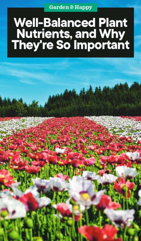Well-Balanced Plant Nutrients, and Why They're So Important - Garden ...